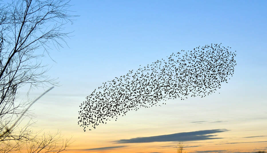 Tele'Train | Trainen. Vroeger, nu en straks